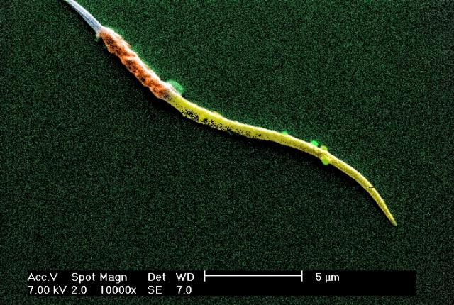 West African Mud Turtle | San Diego Zoo Wildlife Alliance