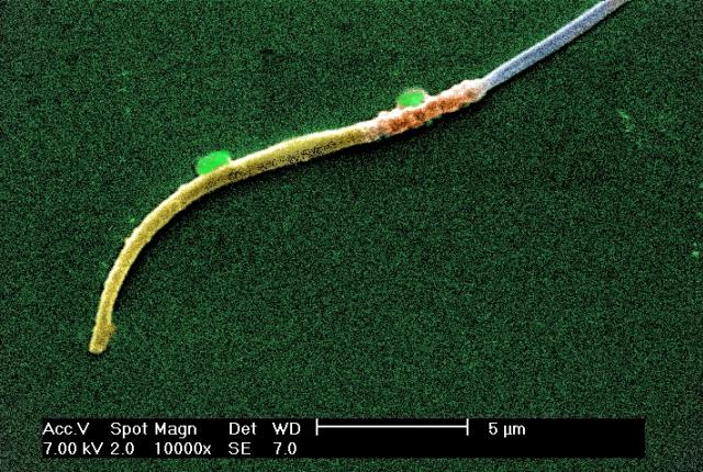 West African Mud Turtle | San Diego Zoo Wildlife Alliance