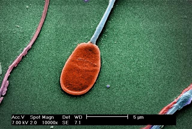 Bactrian Wapiti | San Diego Zoo Wildlife Alliance