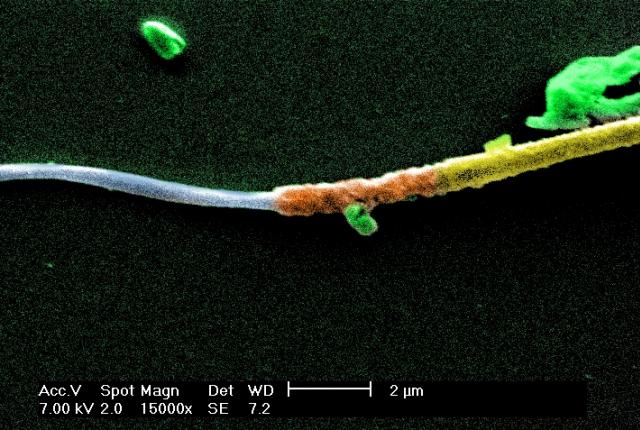 West African Mud Turtle | San Diego Zoo Wildlife Alliance