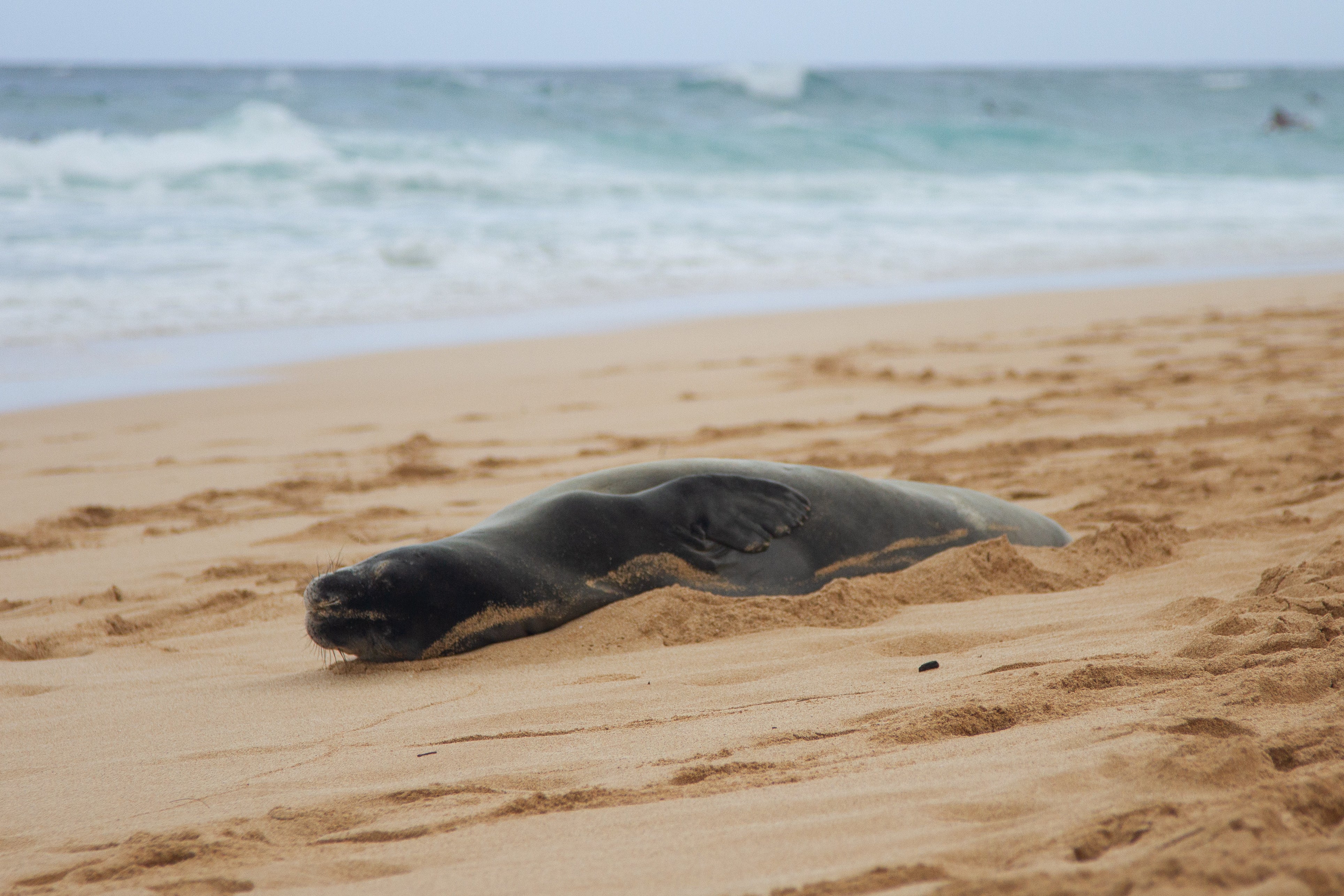 Telling the Story of Trash | San Diego Zoo Wildlife Alliance