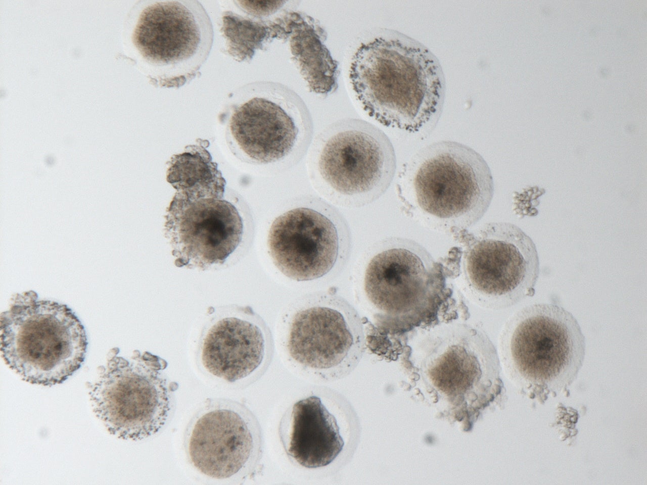 I Am An Animal Embryologist | San Diego Zoo Wildlife Alliance