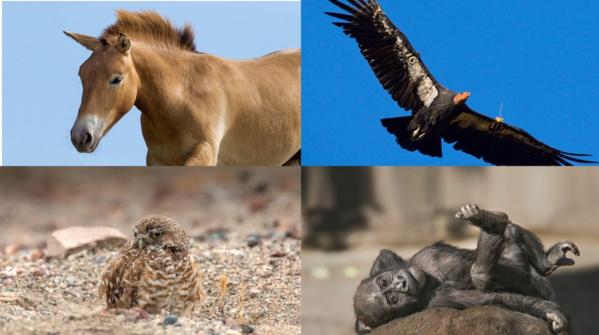 The “extension” of a unique genetic collection | San Diego Zoo Wildlife ...