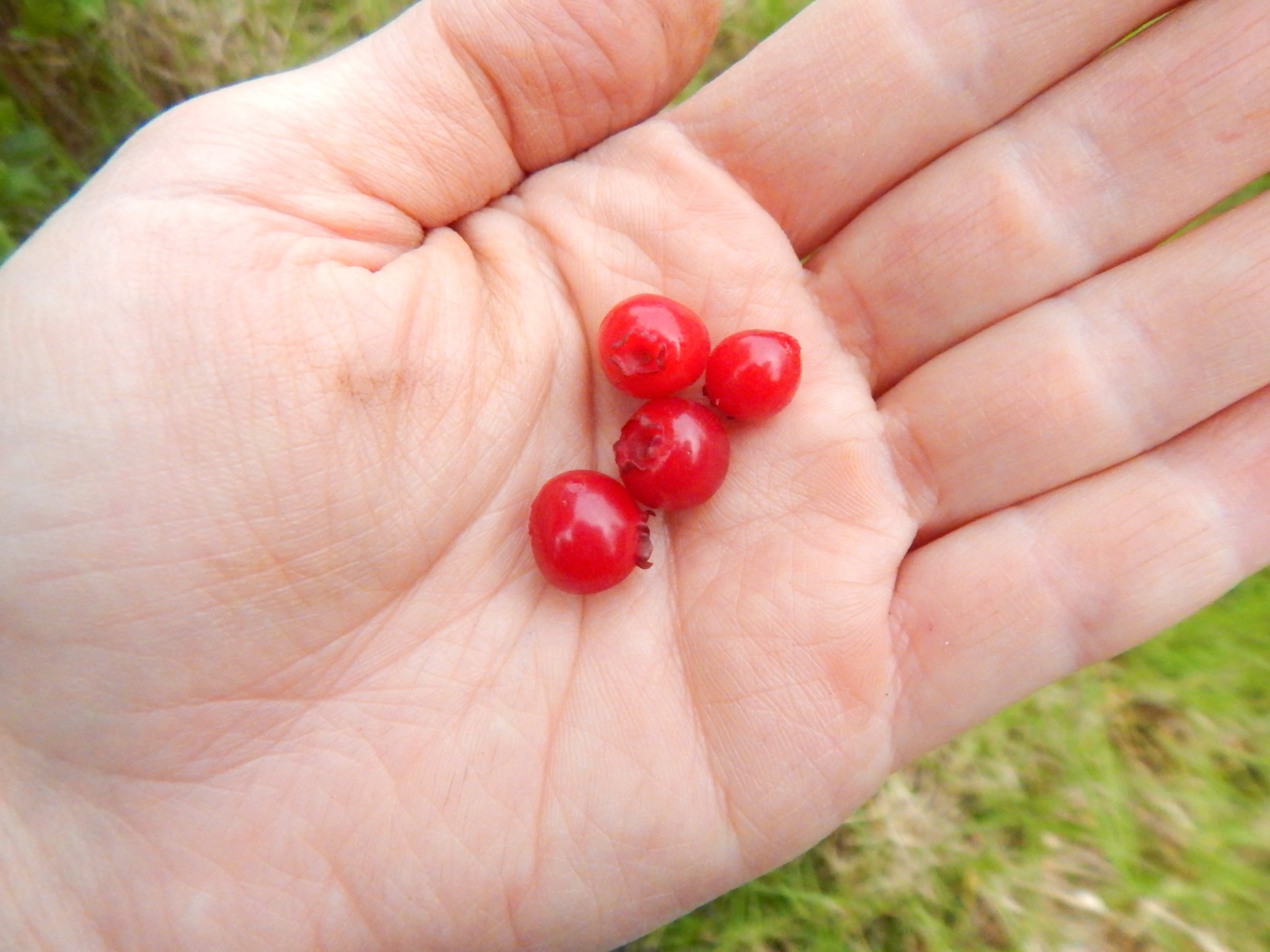 Oh Hello, ‘Ōhelo Berries | San Diego Zoo Wildlife Alliance