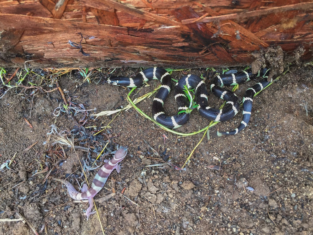 Stinknet Invasion | San Diego Zoo Wildlife Alliance