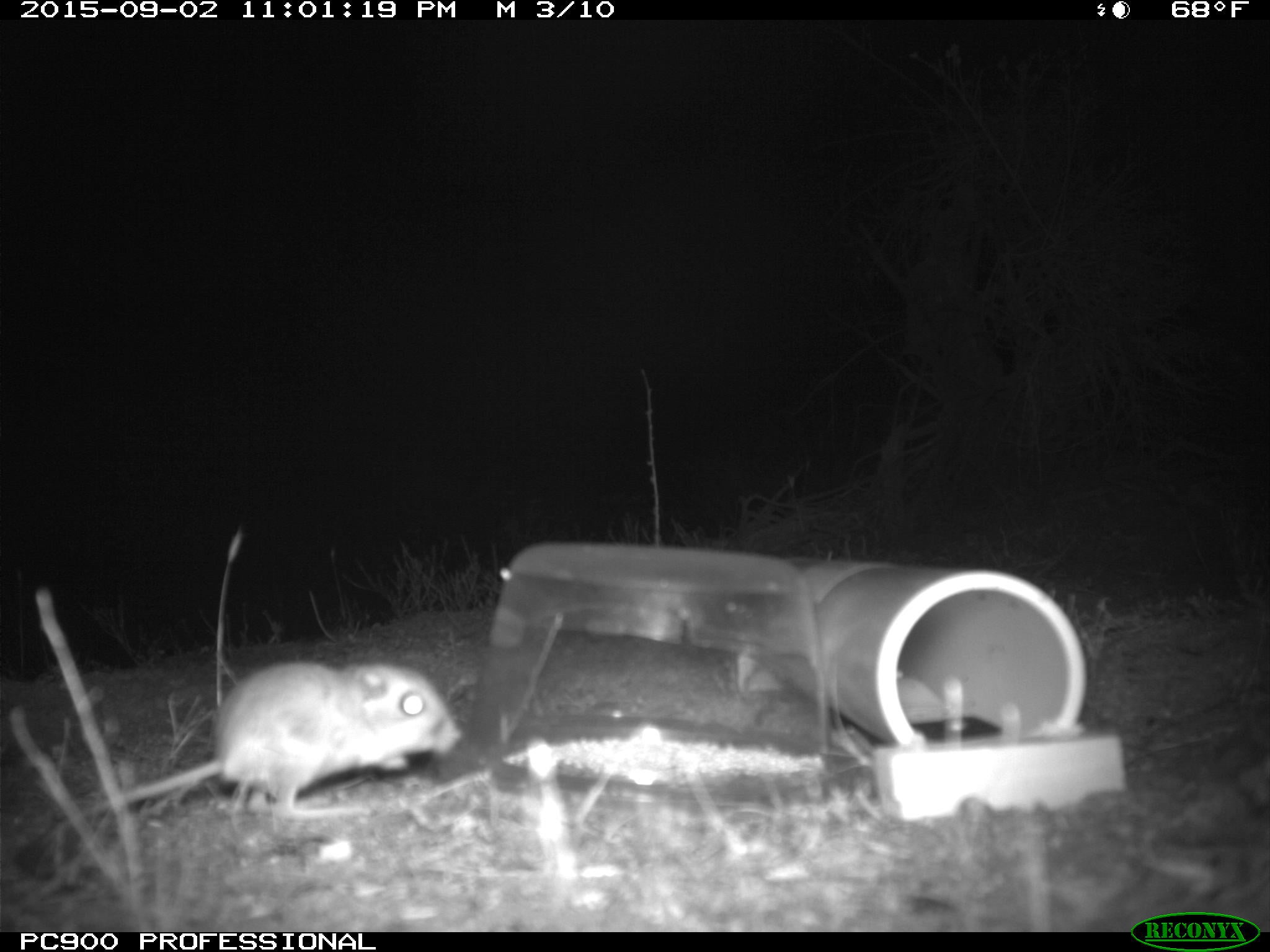 Kangaroo Rats Tracked | San Diego Zoo Wildlife Alliance