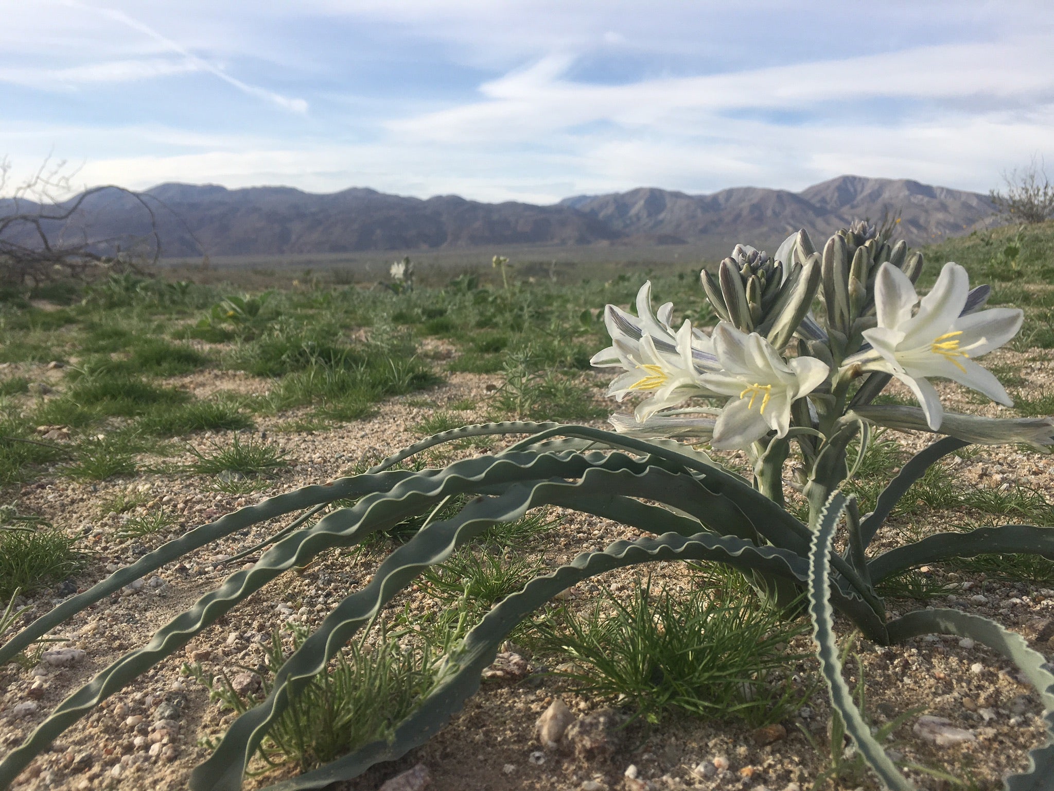 Conserving San Diego’s Geophytes | San Diego Zoo Wildlife Alliance