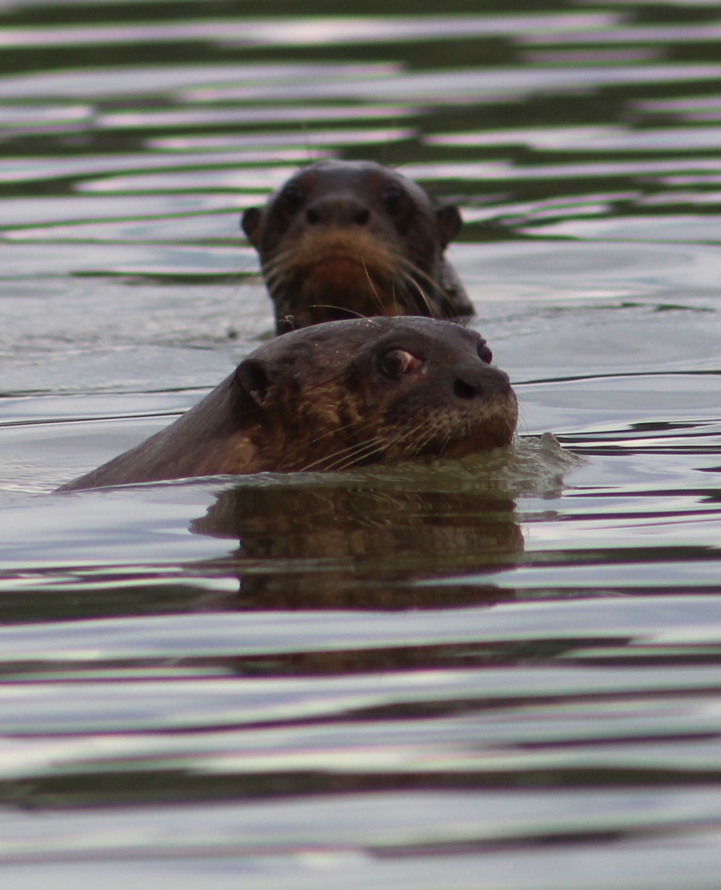 Looking for giant otters in mined areas of the Peruvian Amazon | San ...