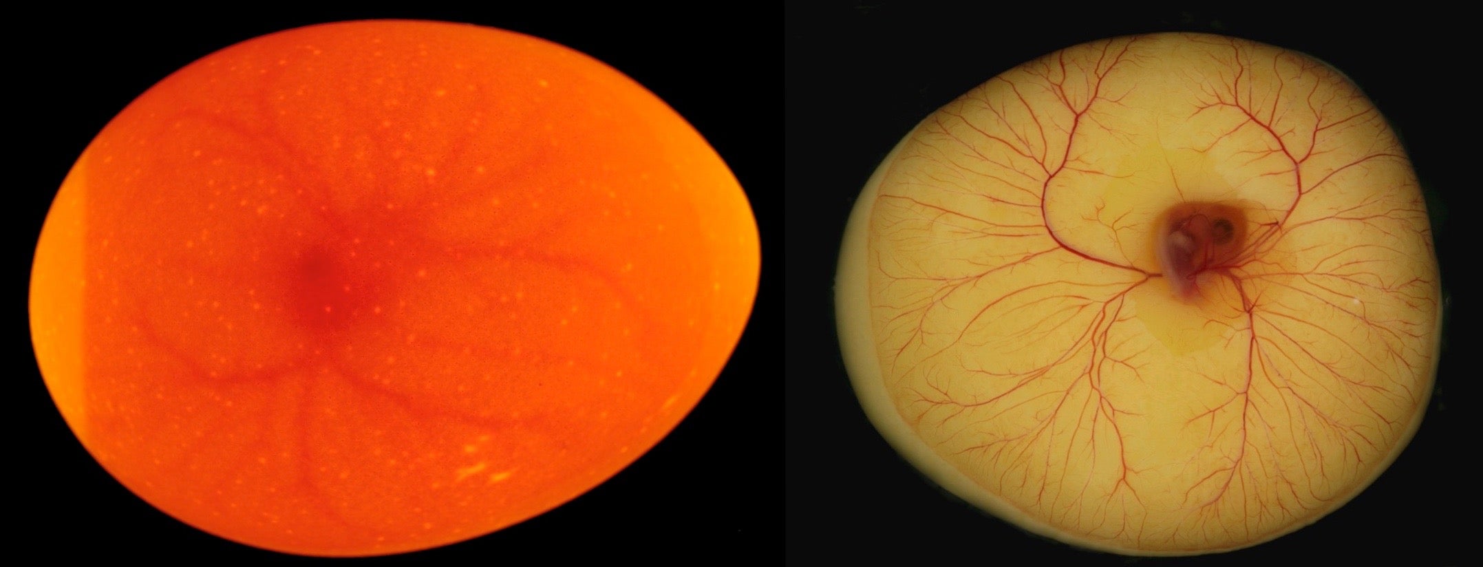 Seeing eggs in a whole new light | San Diego Zoo Wildlife Alliance