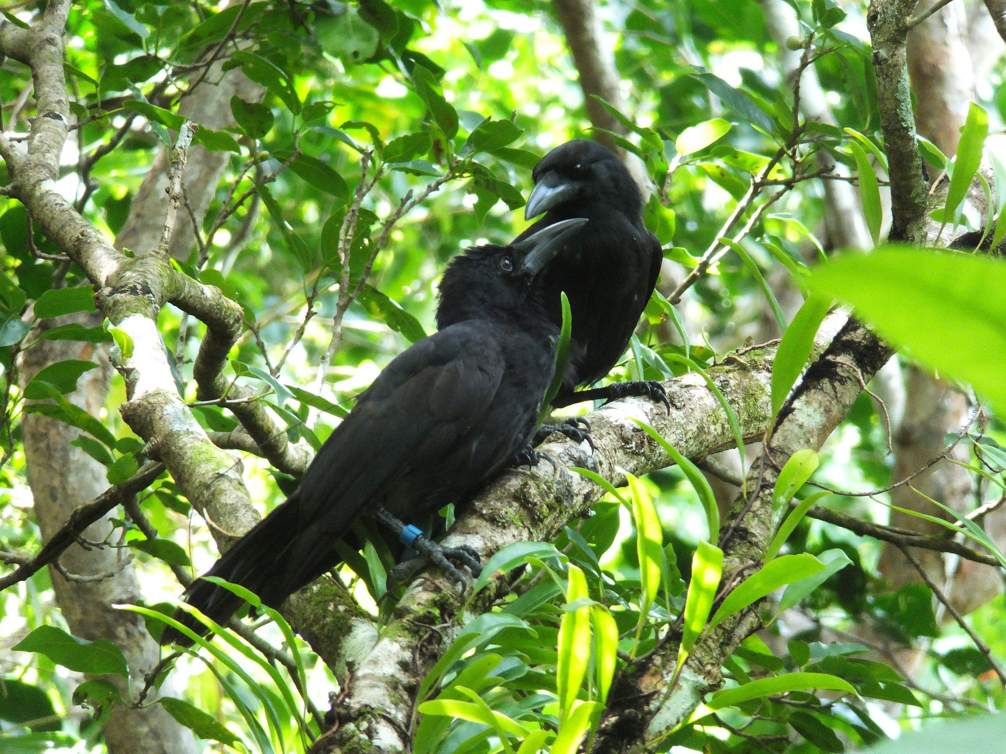 Endangered Mariana Crows Return to Island Forest | San Diego Zoo ...