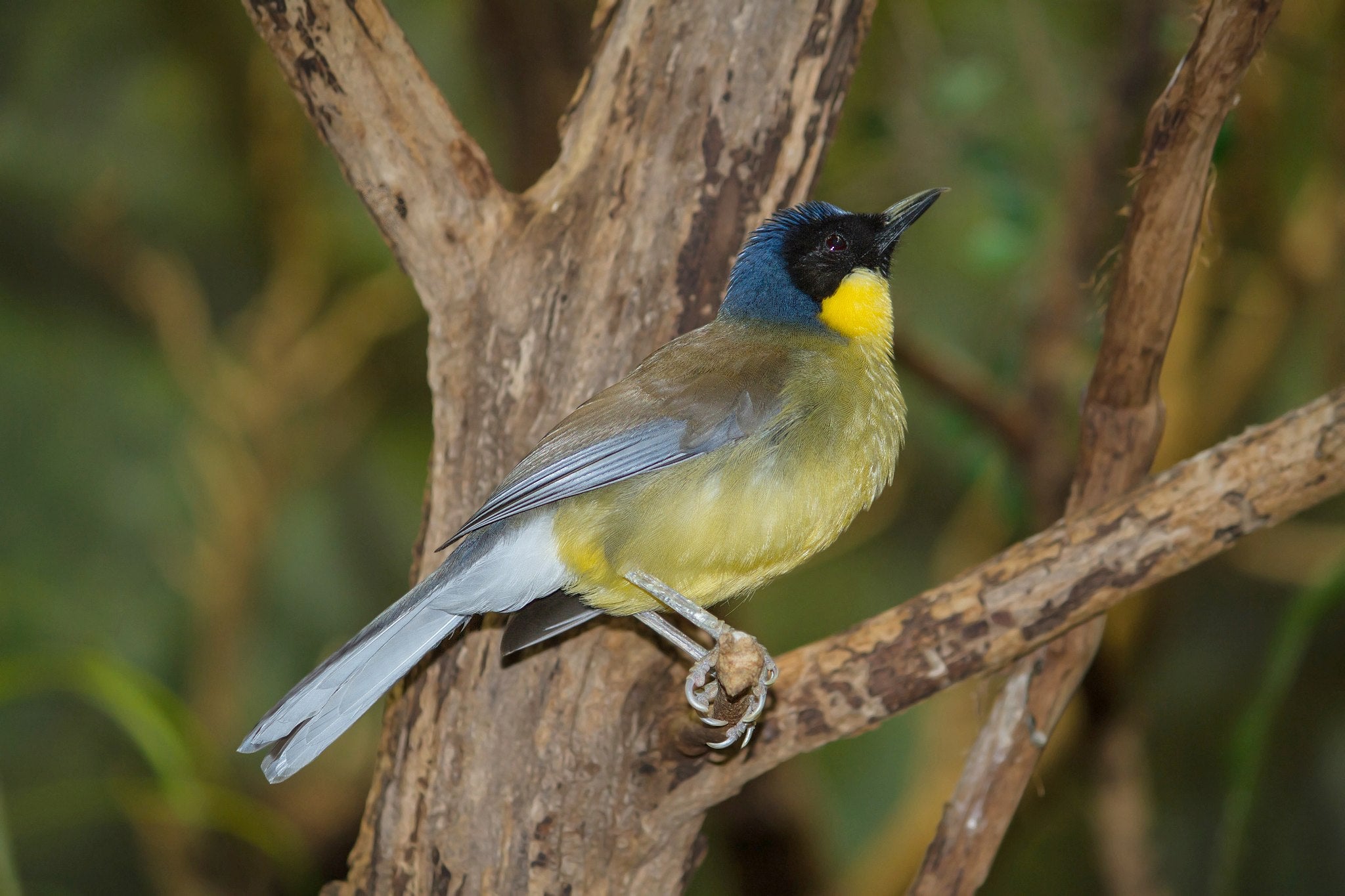 Baggage Check for the Blue-Crowned Laughingthrush | San Diego Zoo ...