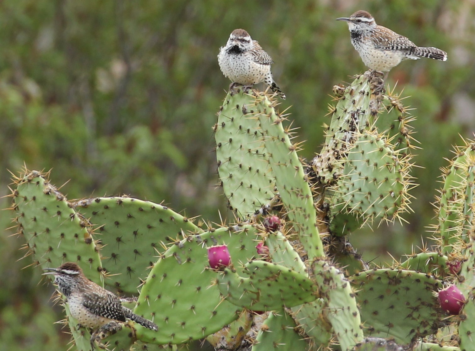 Helping the Locally Imperiled Coastal Cactus Wren | San Diego Zoo ...