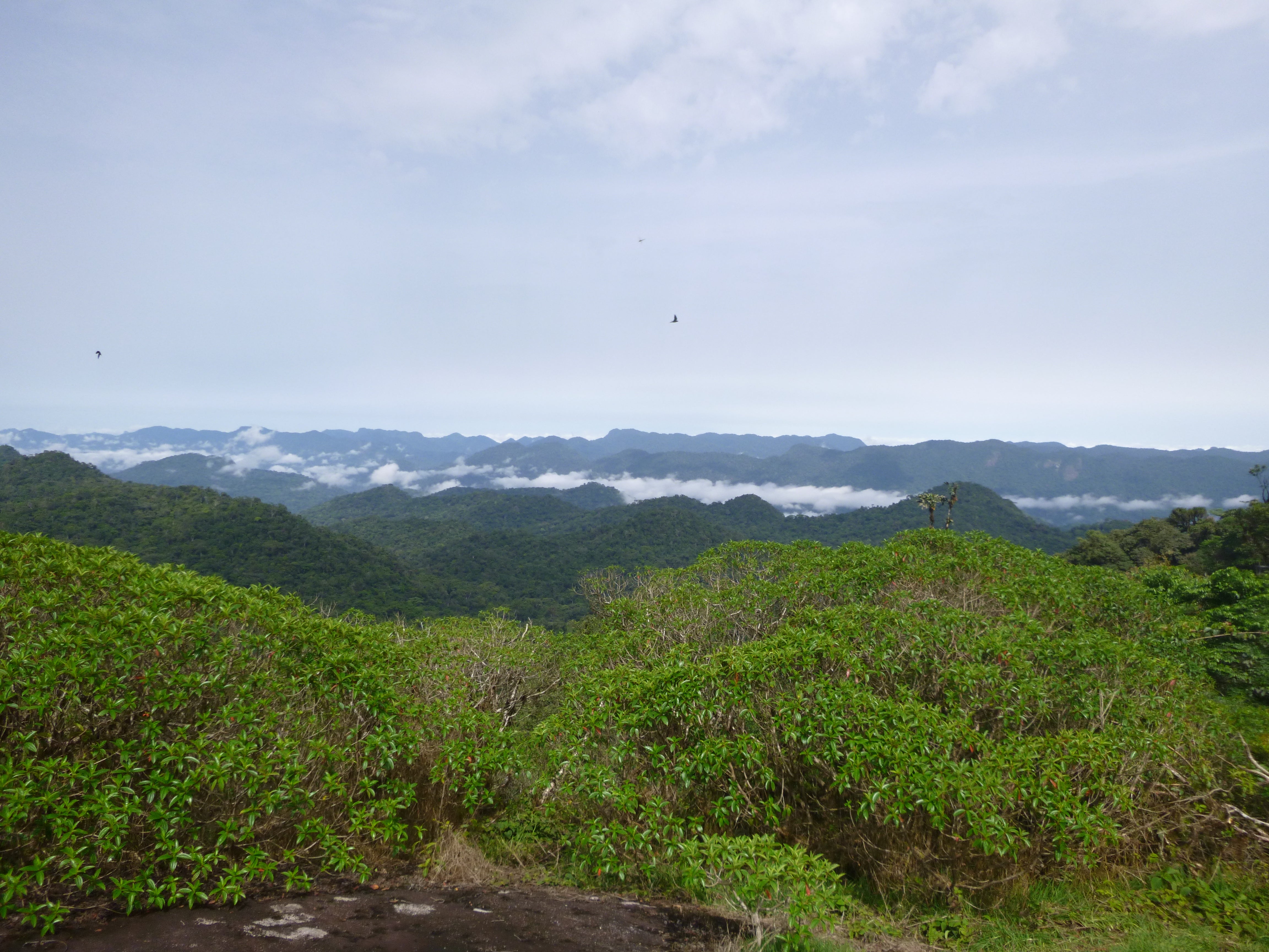 Cameroon Approves Logging That Could Destroy Critical Ebo Forest ...