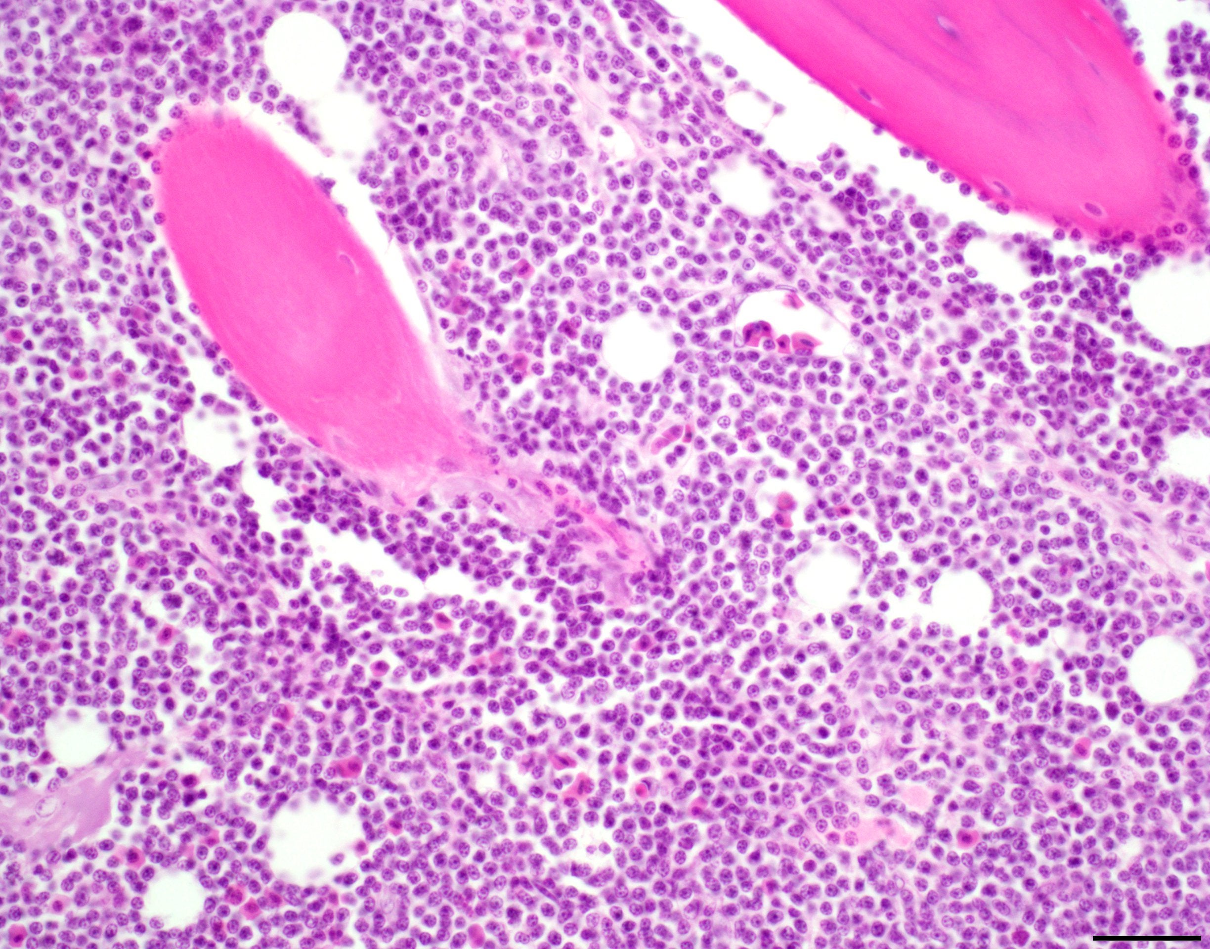 Wildlife diseases: Not what they are quacked up to be! | San Diego Zoo ...