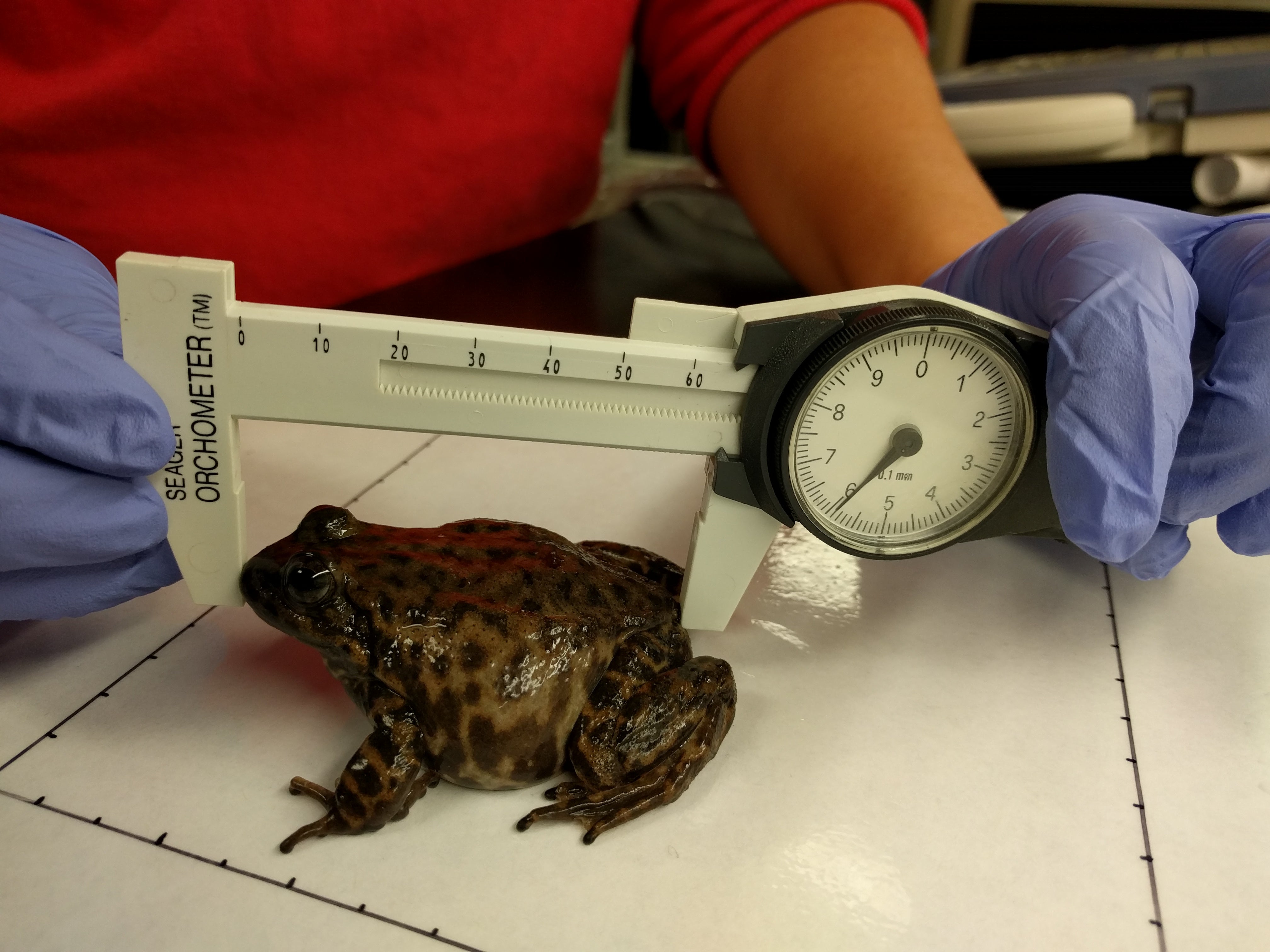 Frogs in Winter...and Spring | San Diego Zoo Wildlife Alliance
