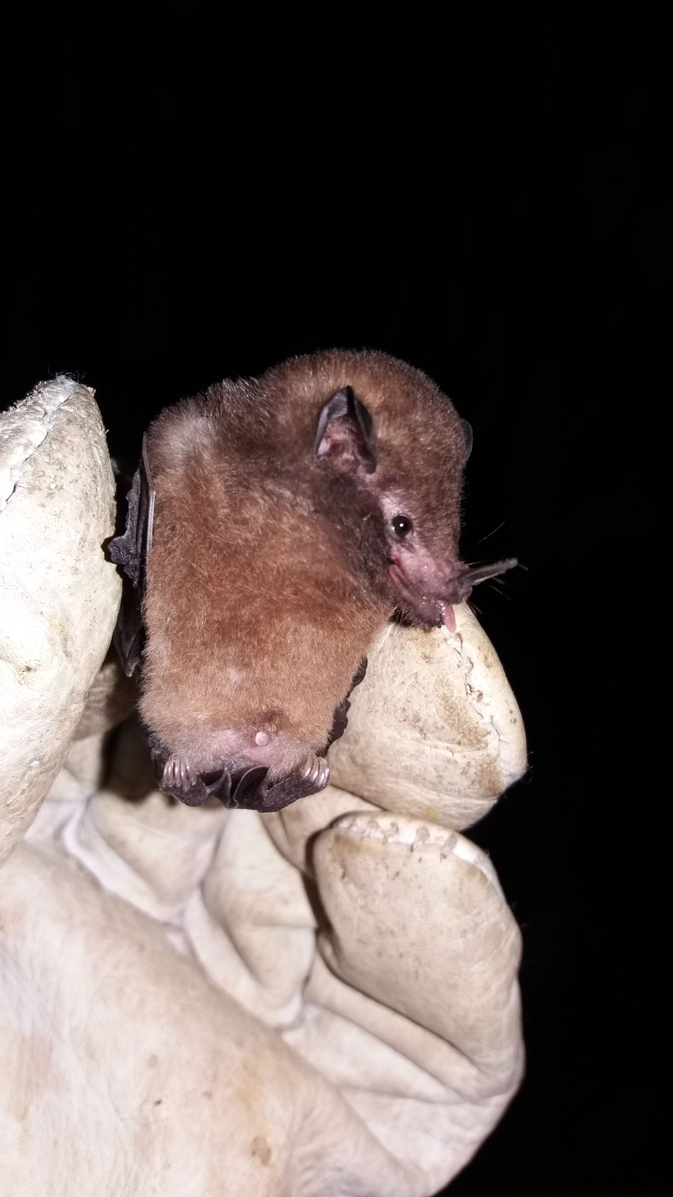 The problem: Bats and their relationship with diseases (Part 2 ...