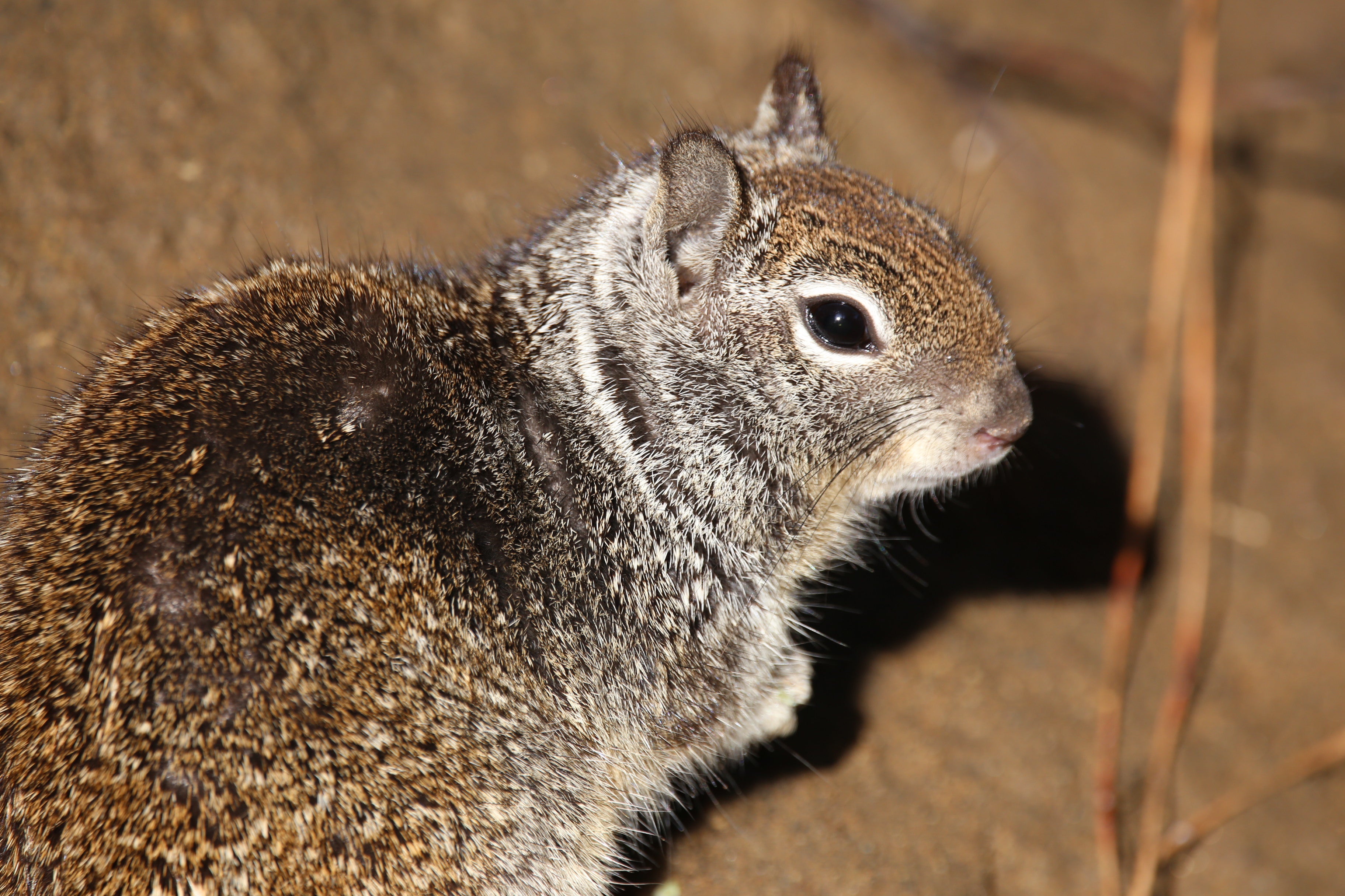 Feeling Squirrely | San Diego Zoo Wildlife Alliance