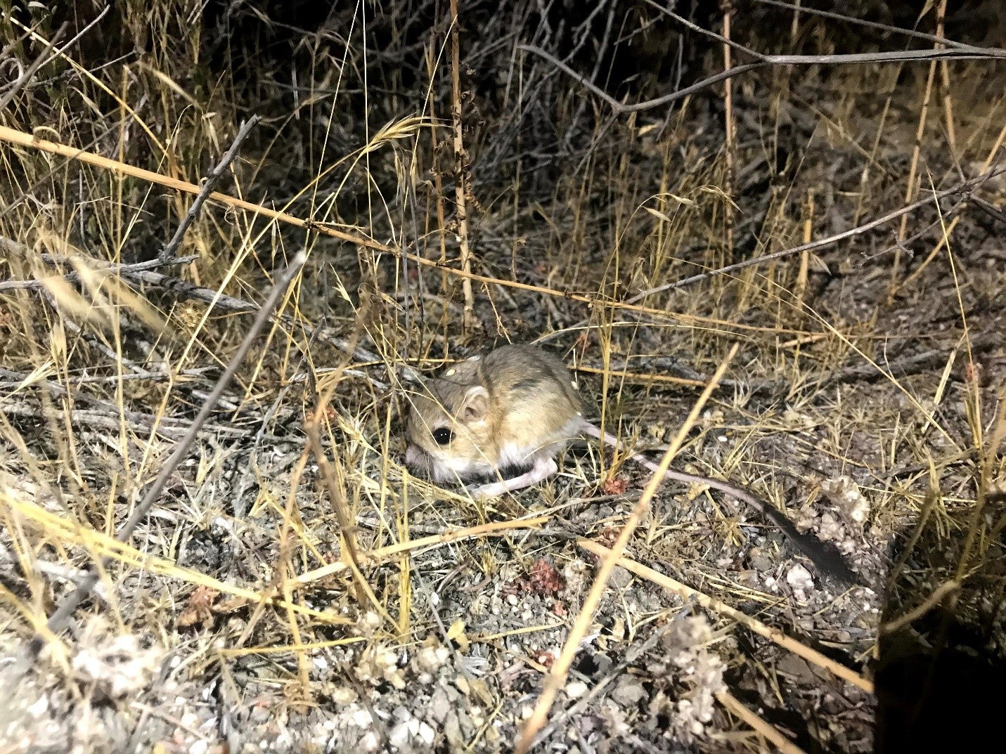 Conserving the underdog: Collaborative efforts to translocate ...