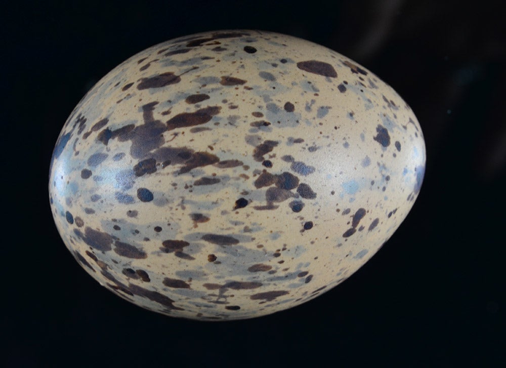 Nature's Excellent Engineering Feat: The Egg | San Diego Zoo Wildlife ...