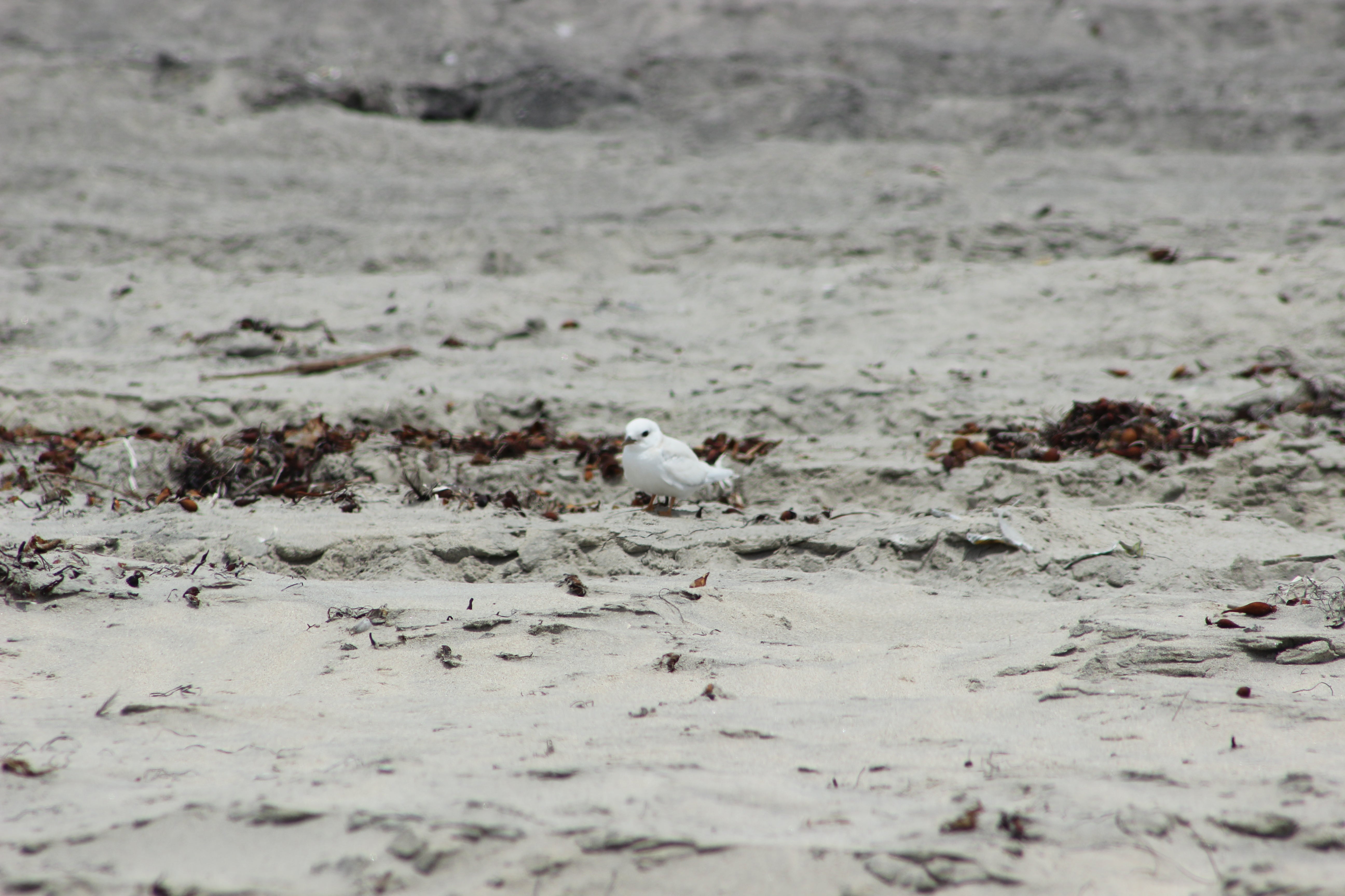 A Rare Find in the Least Tern Colony | San Diego Zoo Wildlife Alliance