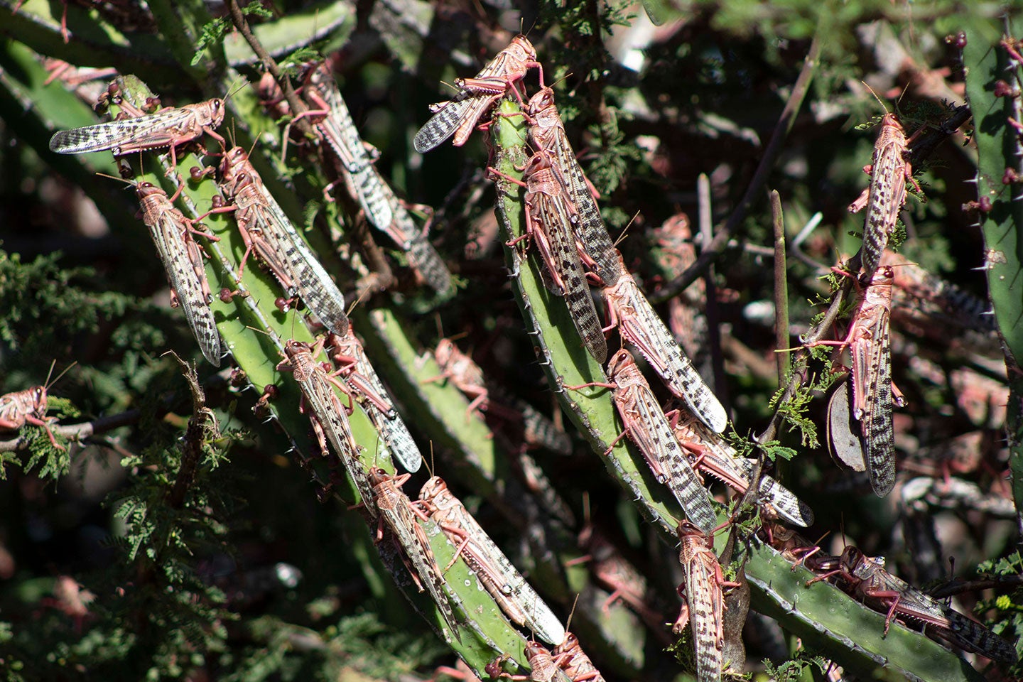 Locust invasion in Kenya | San Diego Zoo Wildlife Alliance