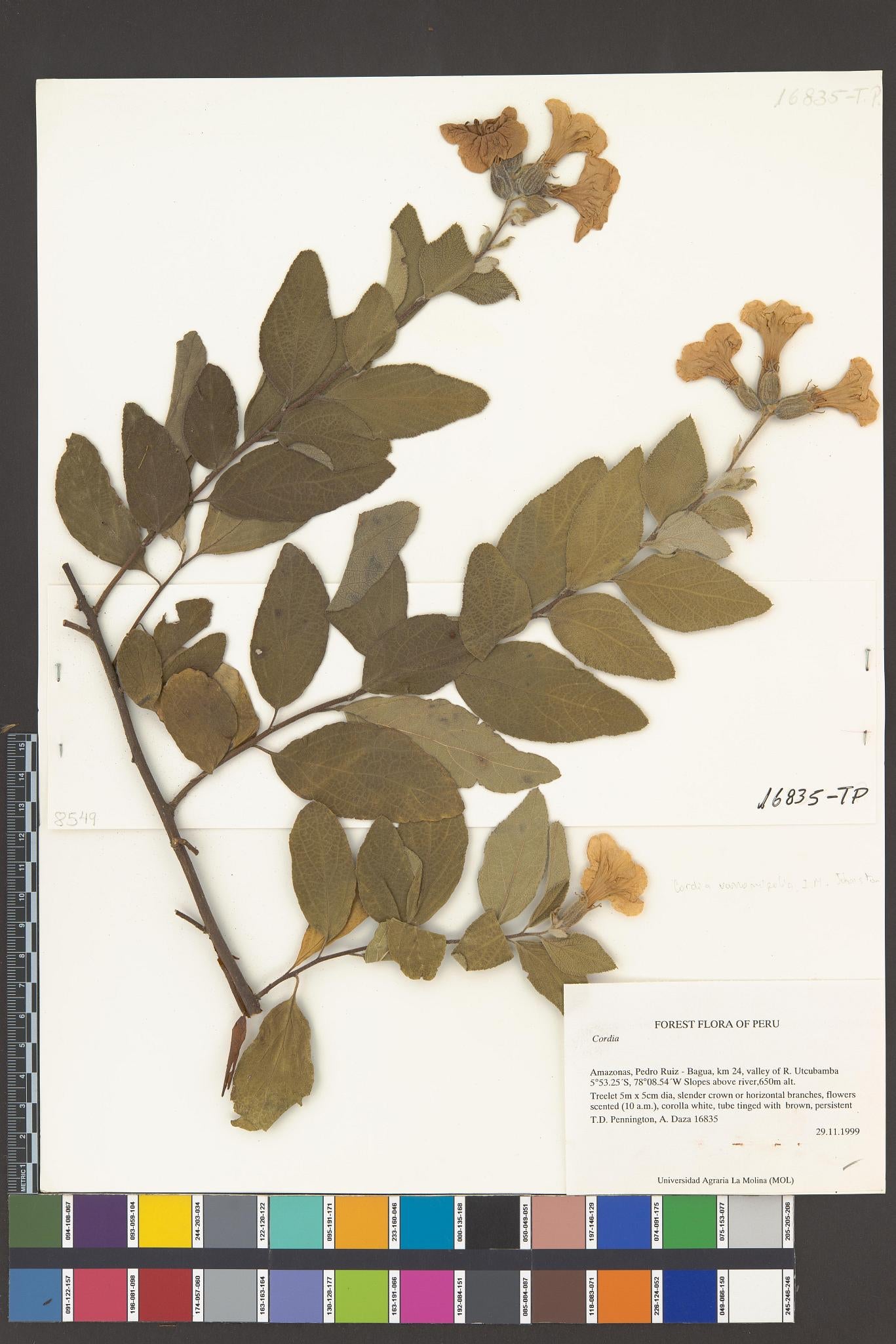 Preserving Peruvian Plant Specimens for Future Generations | San Diego ...