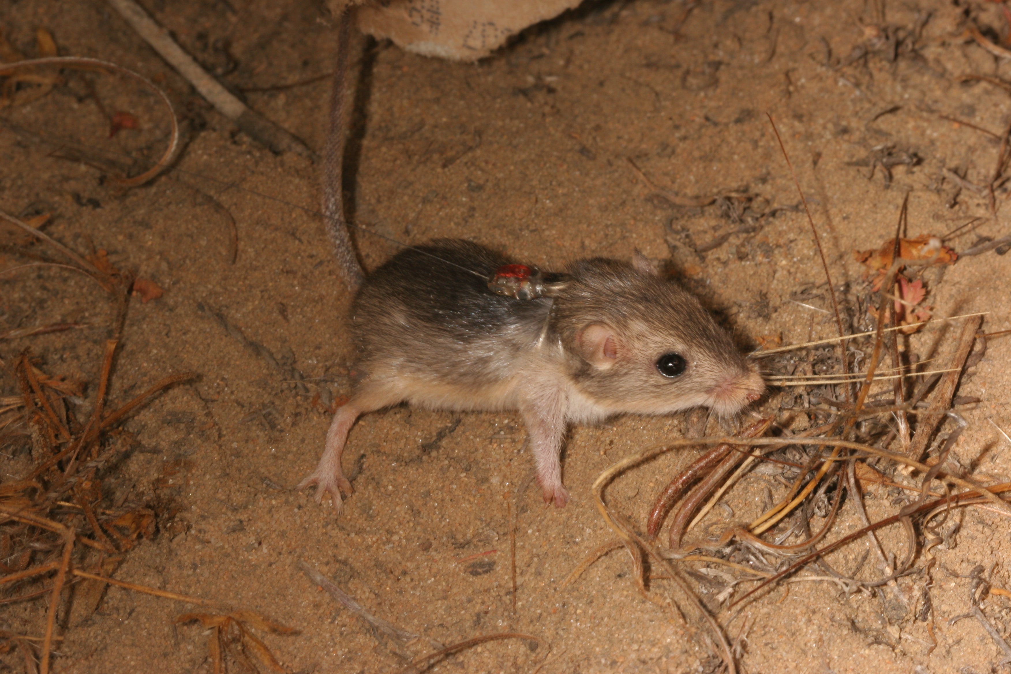 Using genetics to save California's endemic rodents | San Diego Zoo ...