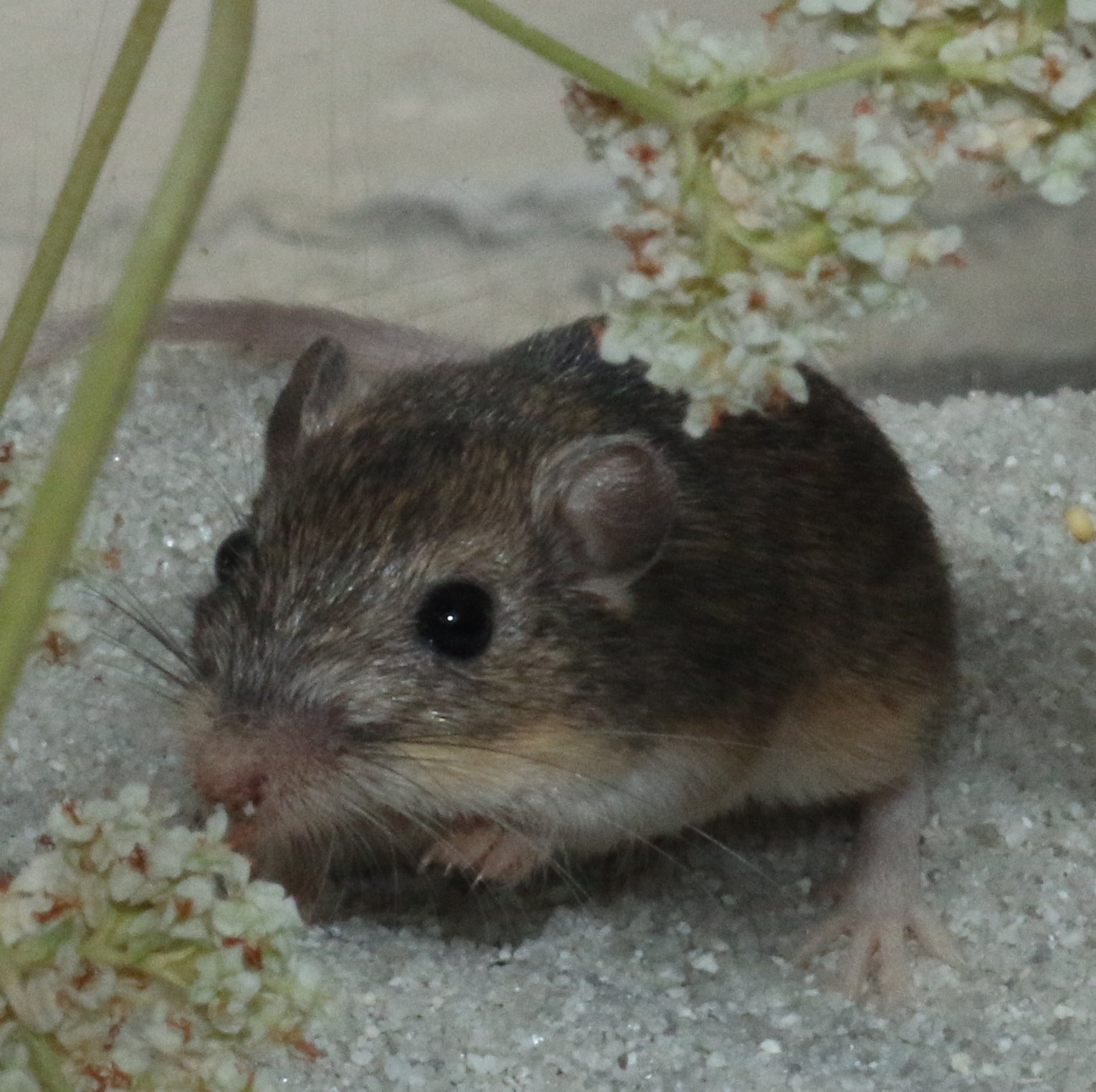 Big Data on a Little Pocket Mouse | San Diego Zoo Wildlife Alliance