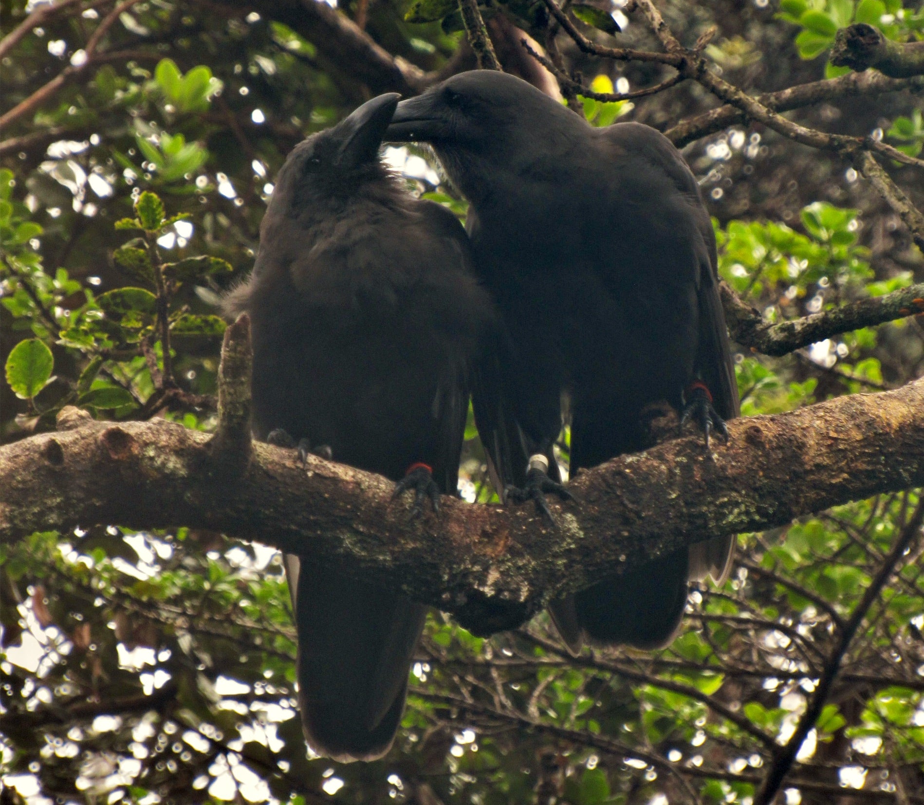 What Makes a Good Pair? | San Diego Zoo Wildlife Alliance