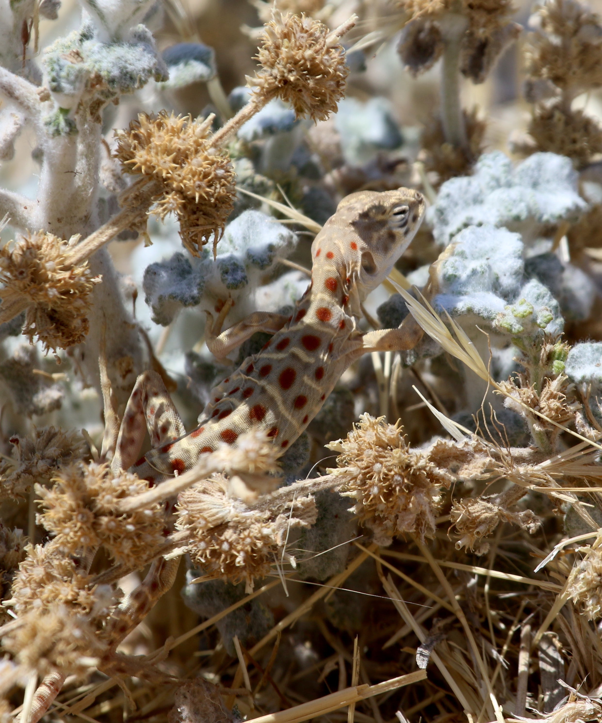 The Persistent “Blip” of the Blunt-nosed Leopard Lizard | San Diego Zoo ...