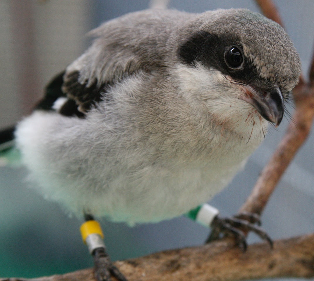 Not Your Average Saturday Morning | San Diego Zoo Wildlife Alliance
