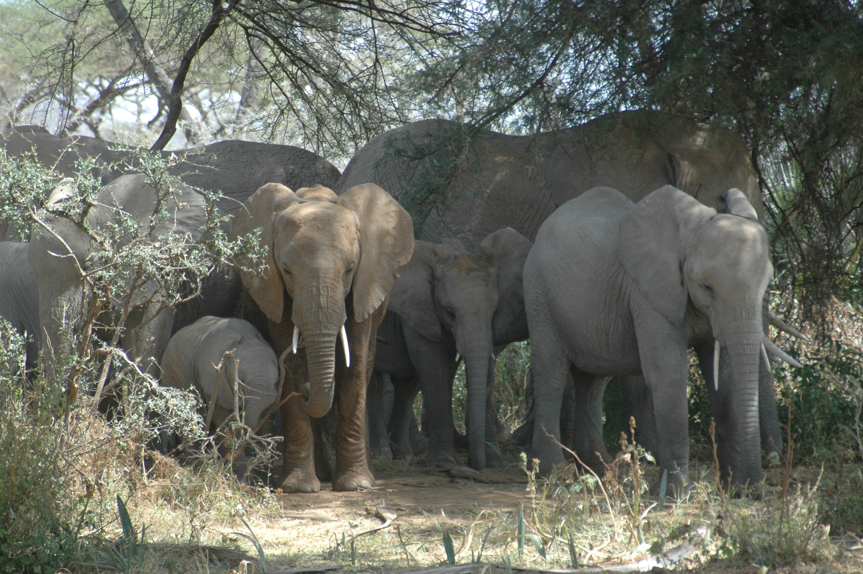 Understanding Social Structure is Important to Rewilding | San Diego ...