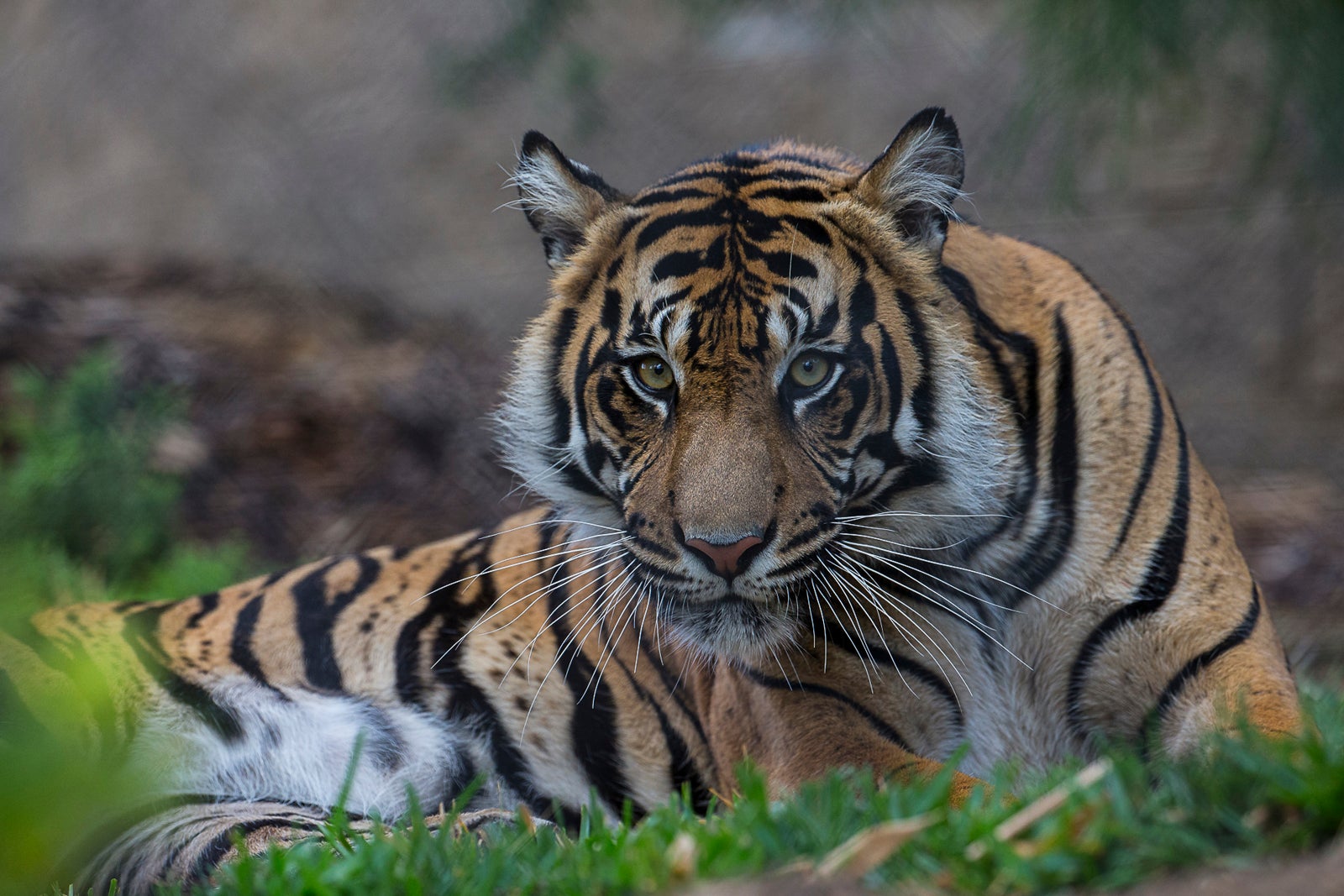 Studying Hormones and Behavior at the Tull Tiger Trails | San Diego Zoo ...