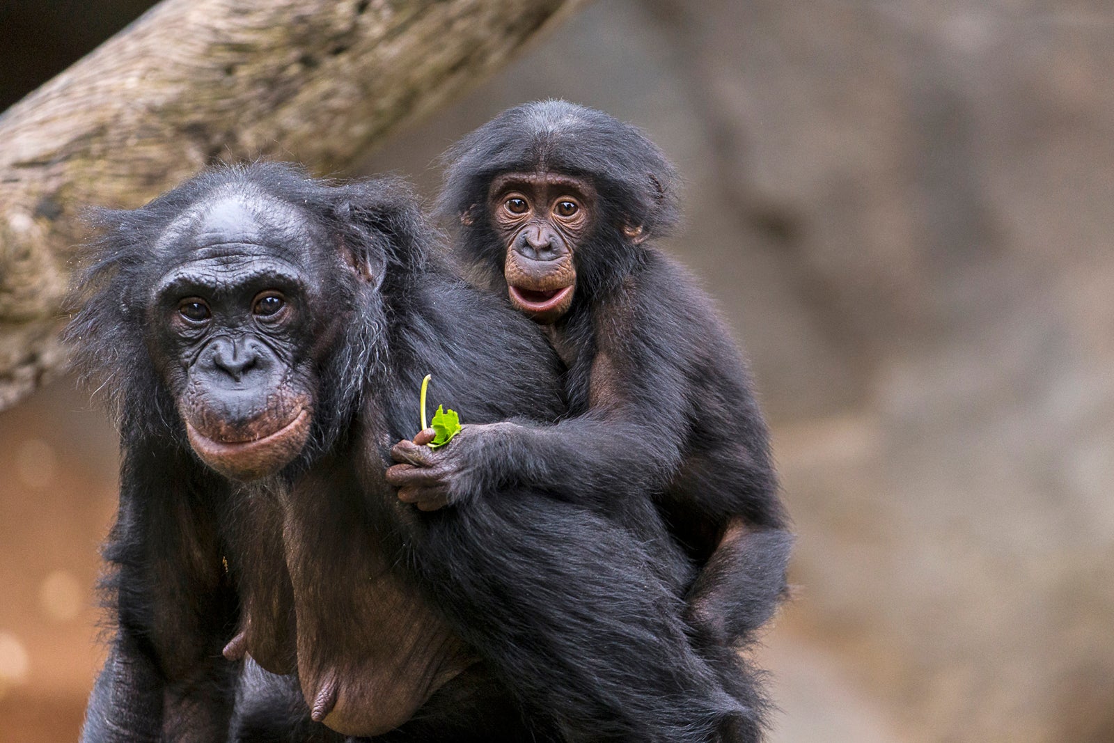 Great Ape Paternity Analysis | San Diego Zoo Wildlife Alliance