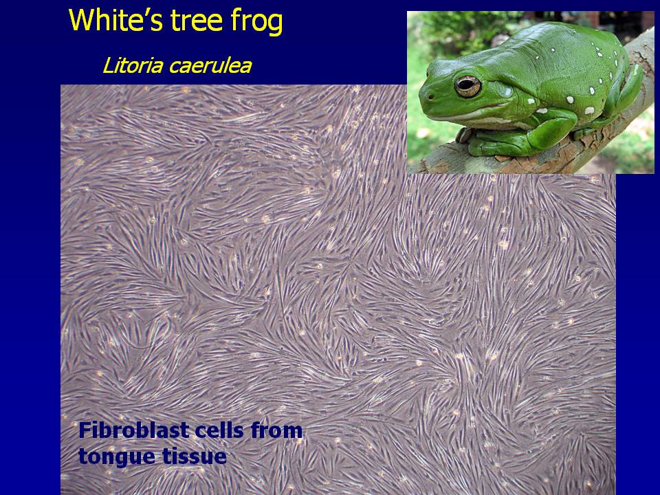 Leaping into the future | San Diego Zoo Wildlife Alliance