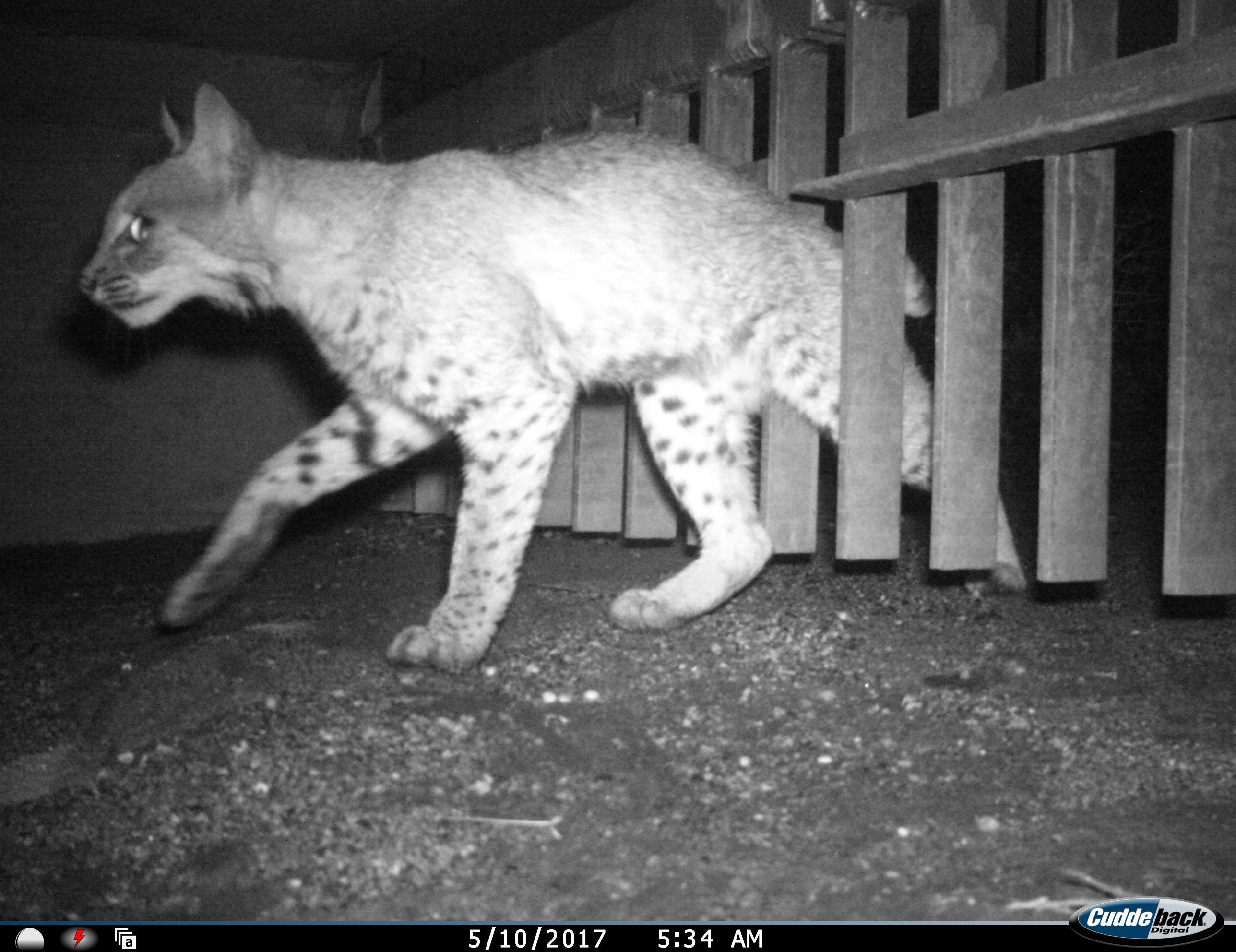 Wildlife Crossing: using culverts to assist wildlife from one habitat ...