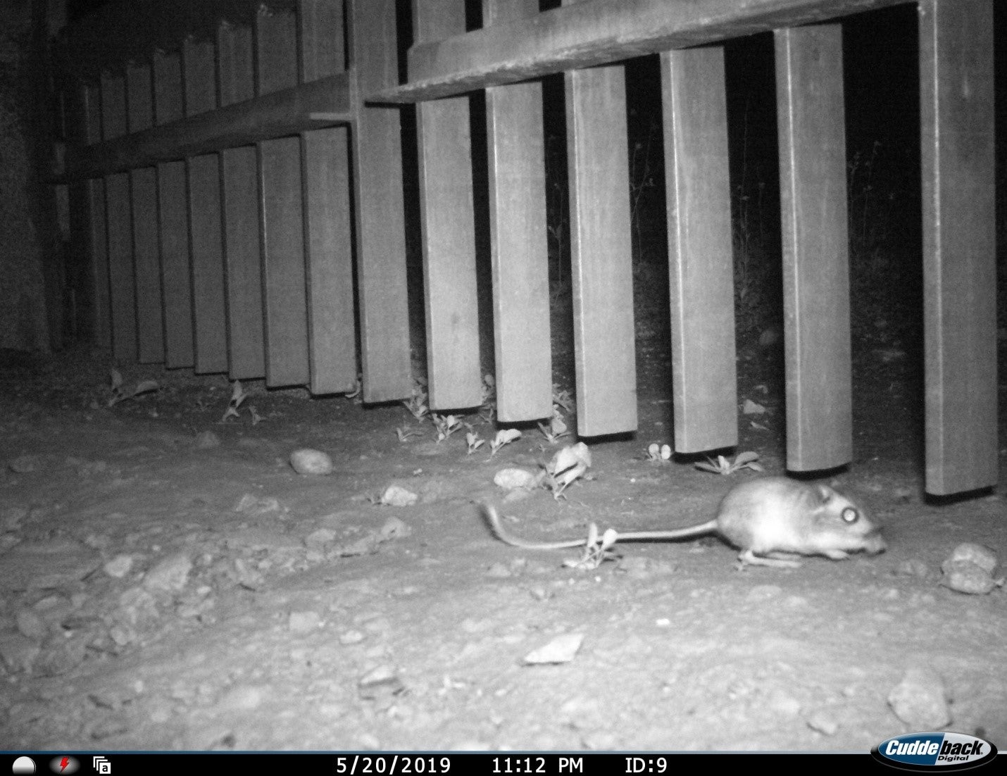 A light at the end of the culvert | San Diego Zoo Wildlife Alliance