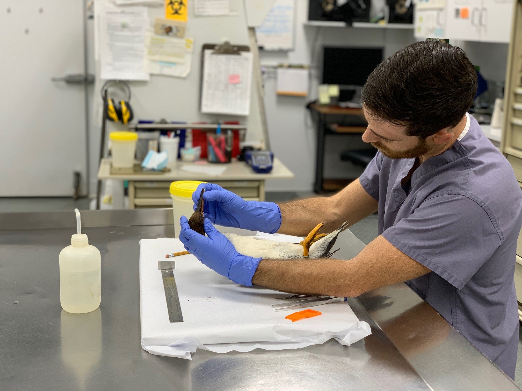 Who belongs in the world of pathology? | San Diego Zoo Wildlife Alliance