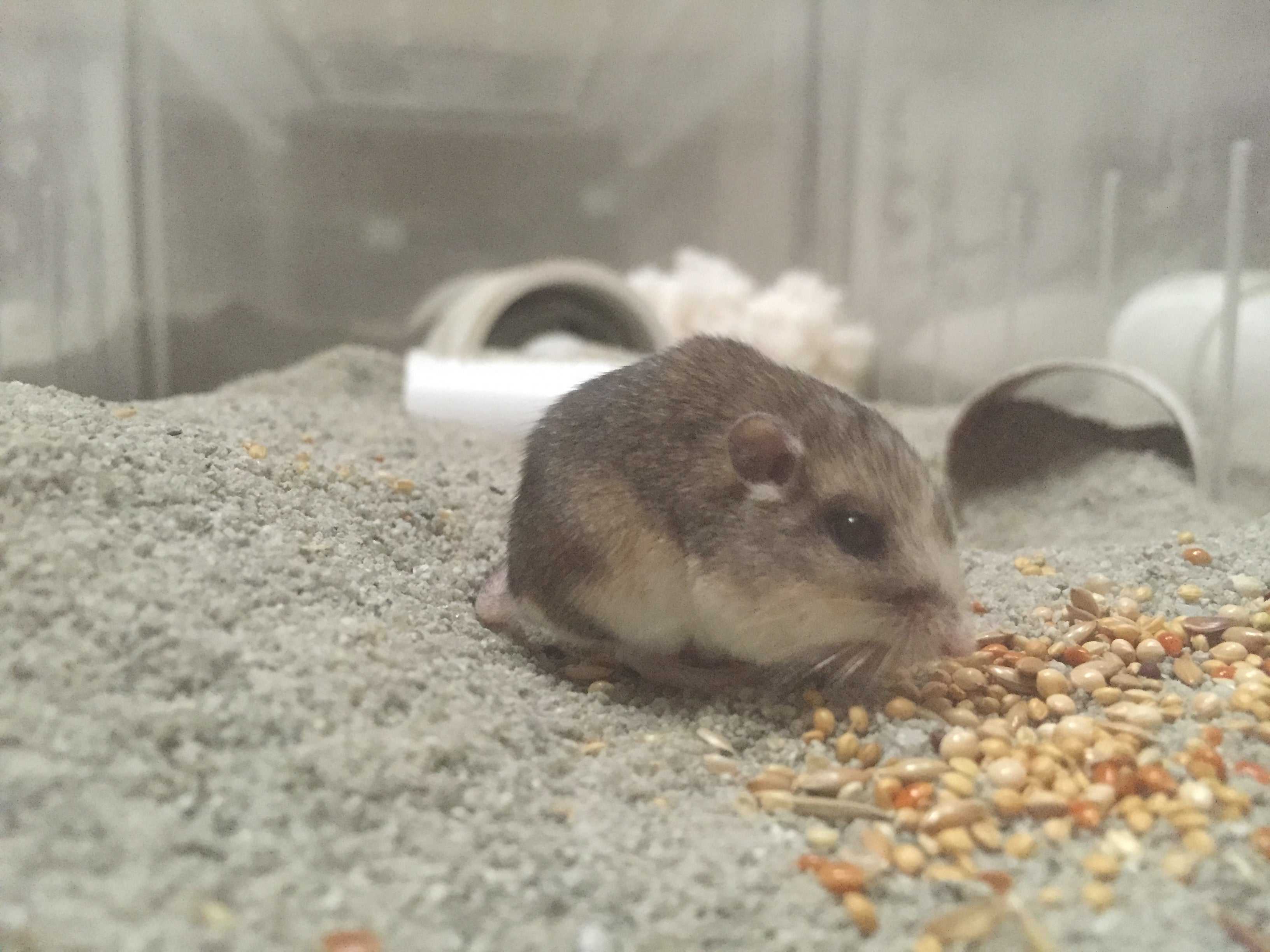 Pocket mouse: A very special litter | San Diego Zoo Wildlife Alliance
