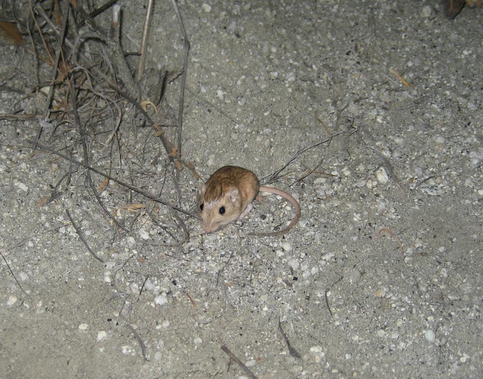 Can you dig it? | San Diego Zoo Wildlife Alliance