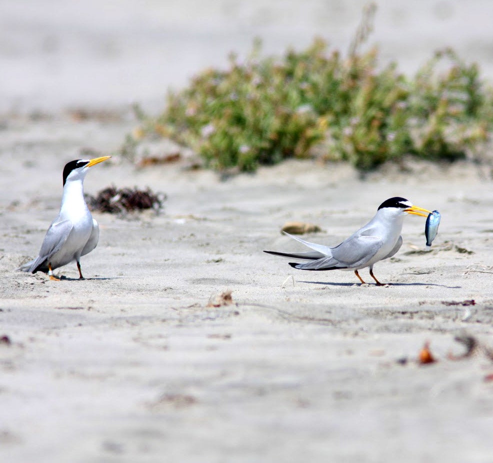 Breeding Strategies: Secretive Plovers & Gregarious Terns | San Diego ...