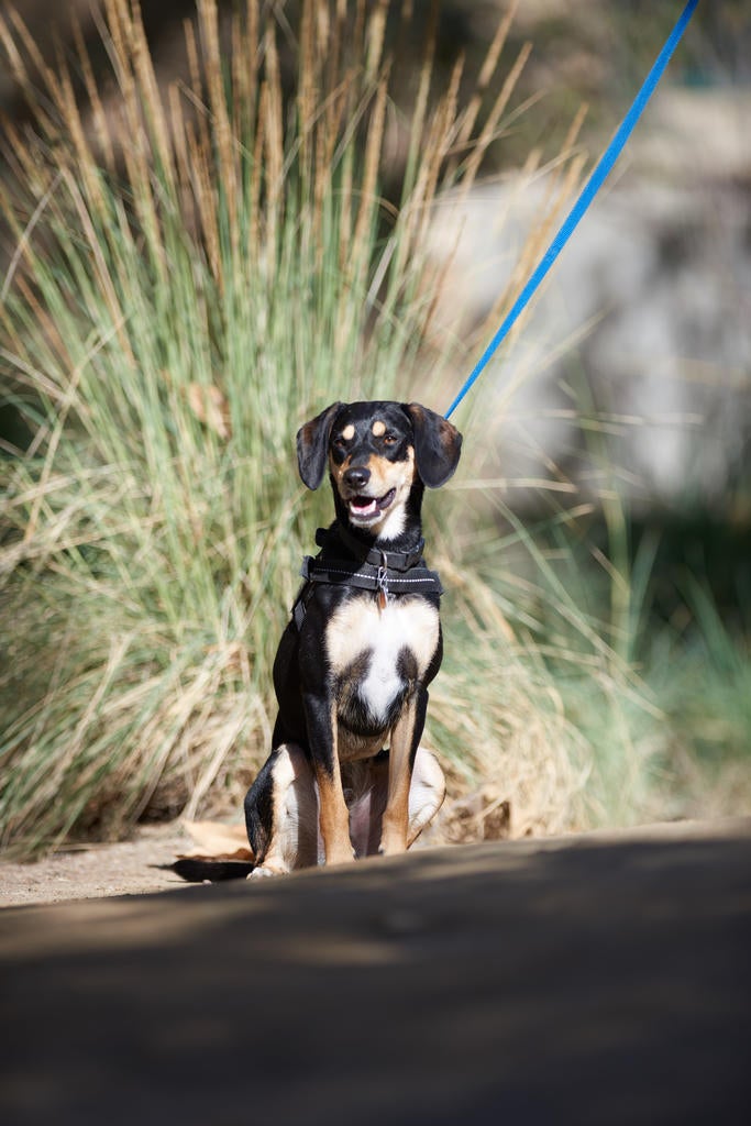Frog dogs | San Diego Zoo Wildlife Alliance